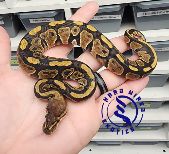 Redhead Het Clown Ball Python by Hard Wired Exotics