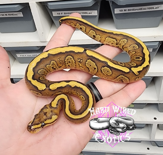 RedStripe Fire Gravel Enchi Het Clown Ball Python by Hard Wired Exotics