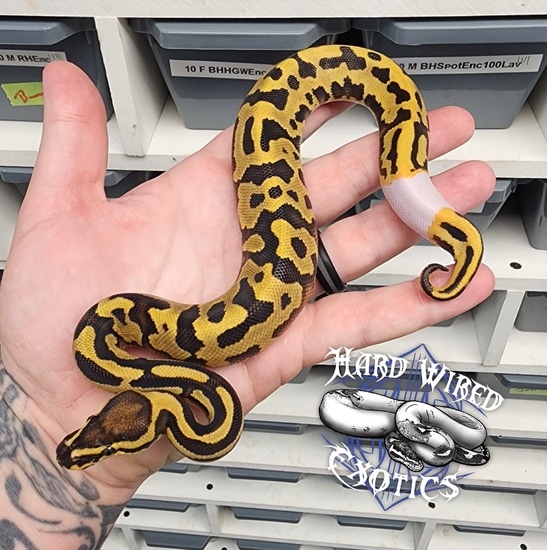 Leopard Fire YB Pos OD Het Pied Ball Python by Hard Wired Exotics