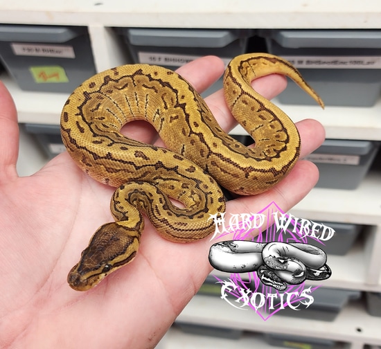 Blitz Enchi Pinstripe Het DG Pos OD Ball Python by Hard Wired Exotics