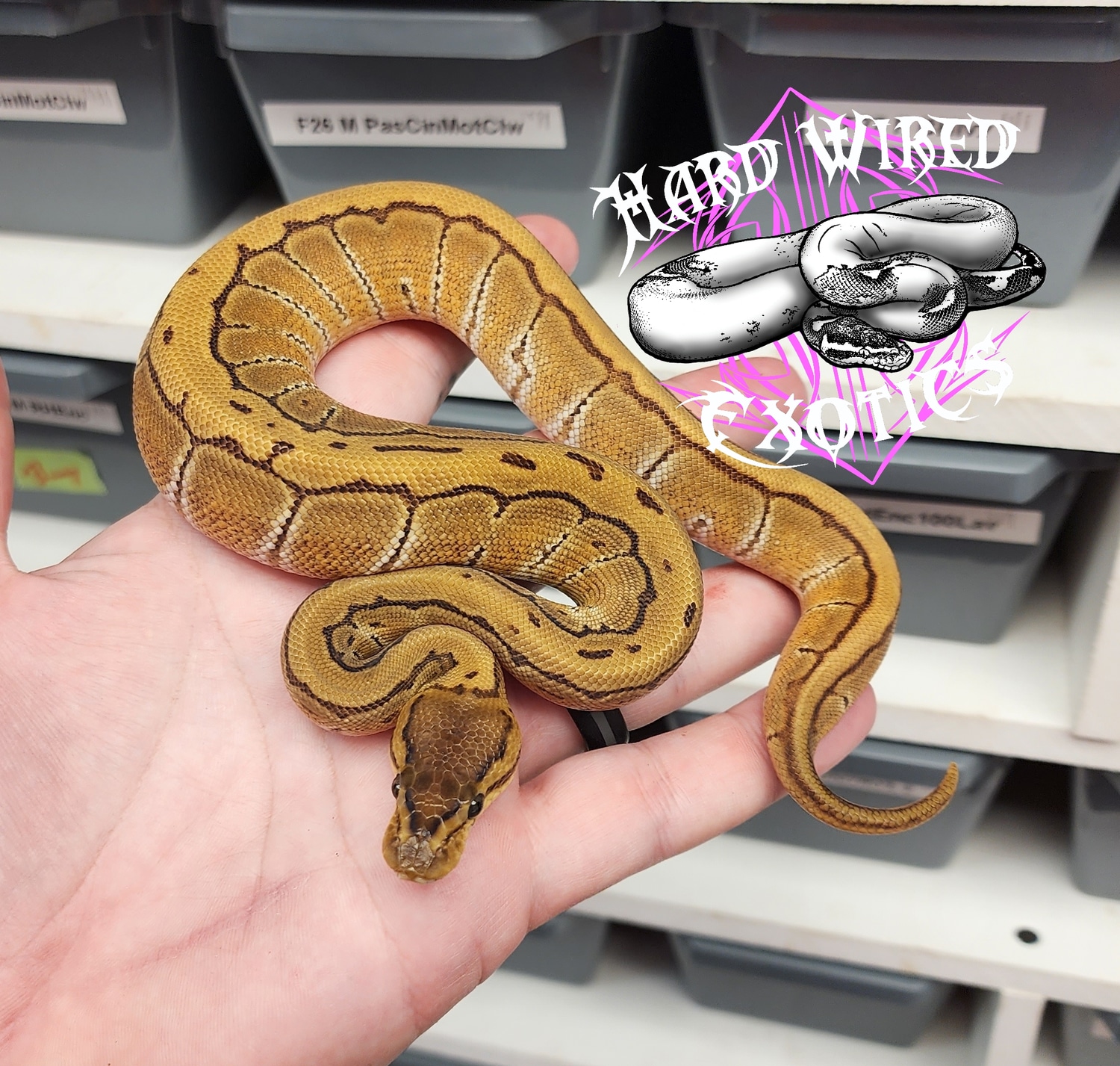 Cypress Pinstripe Enchi OD Het DG Ball Python by Hard Wired Exotics ...
