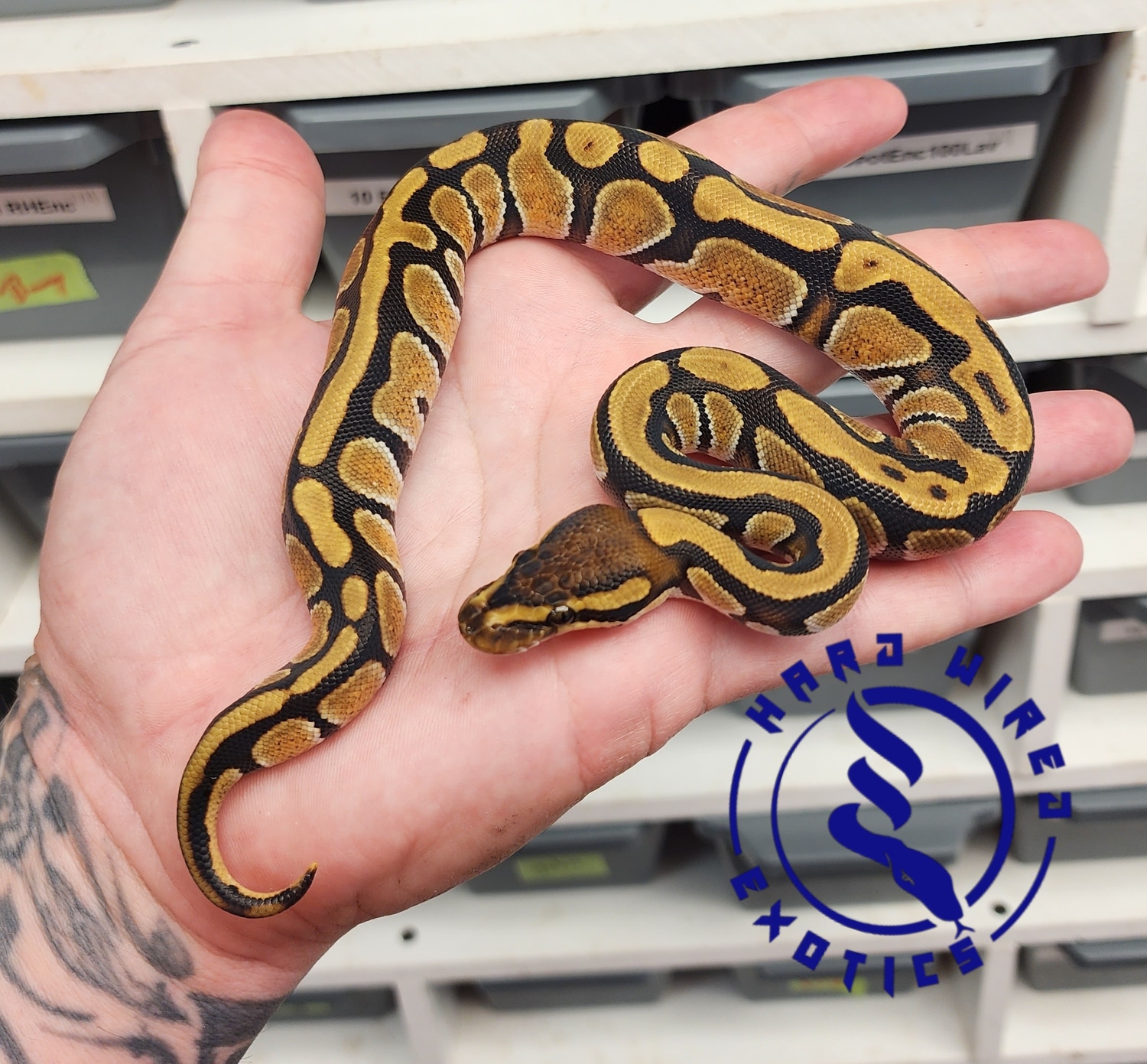 Cypress Enchi OD Het DG Ball Python by Hard Wired Exotics - MorphMarket