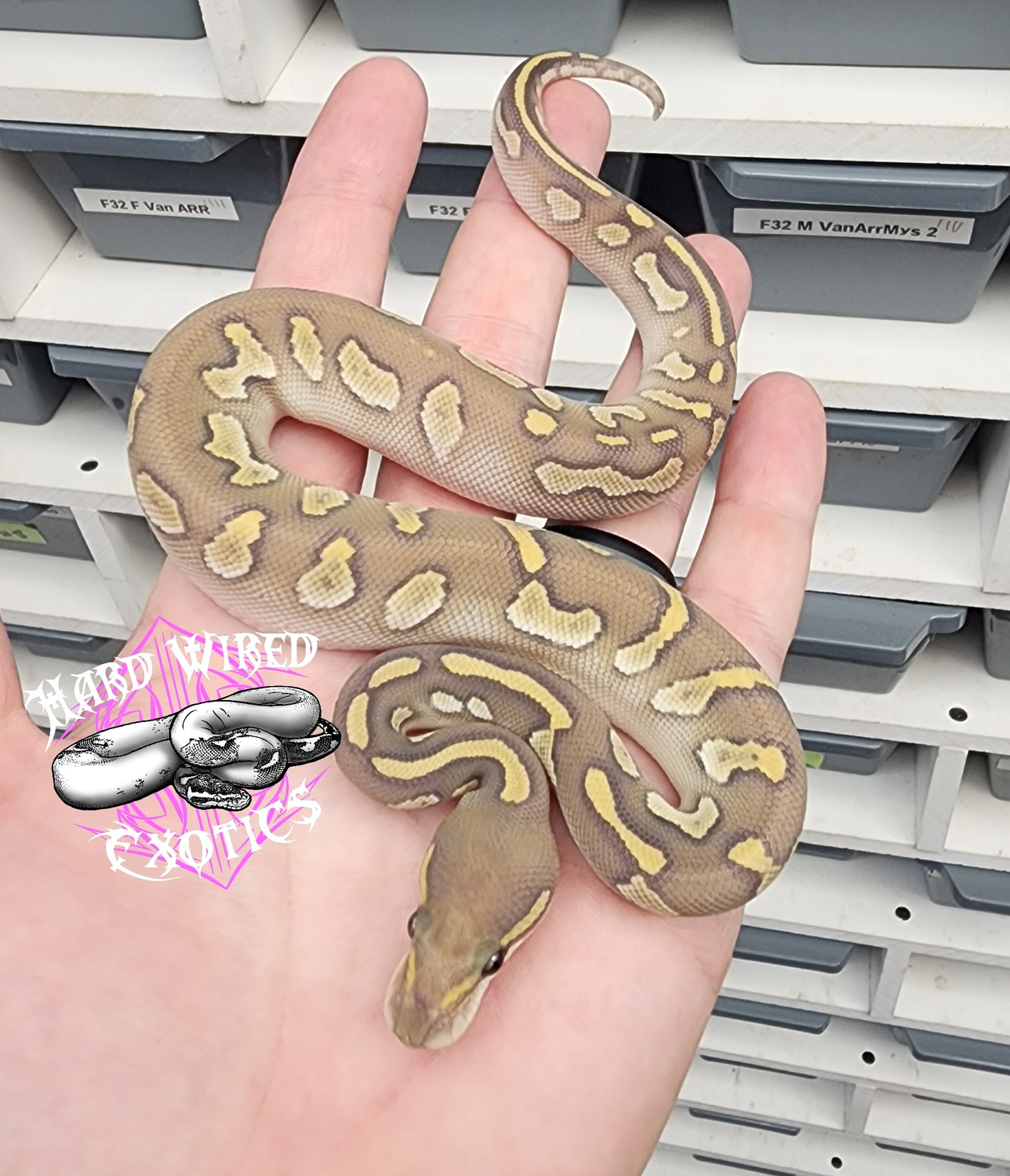 Blackhead Chocolate Lesser Hypo Ball Python by Hard Wired Exotics ...