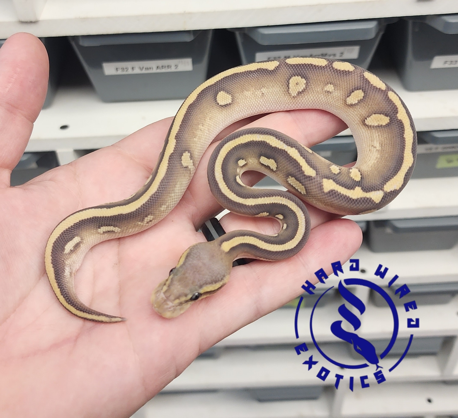 Chocolate OD Enchi Mystic Hypo Pos Het DG Ball Python by Hard Wired ...