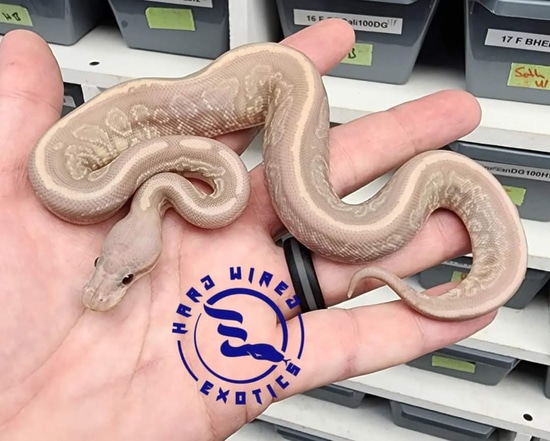 Banana Oynx YB Ball Python by Hard Wired Exotics