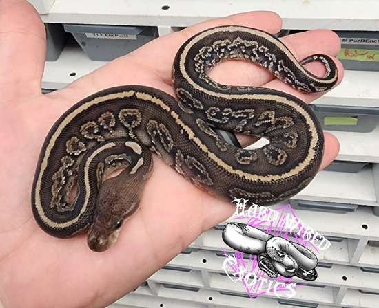 Oynx YB Ball Python by Hard Wired Exotics