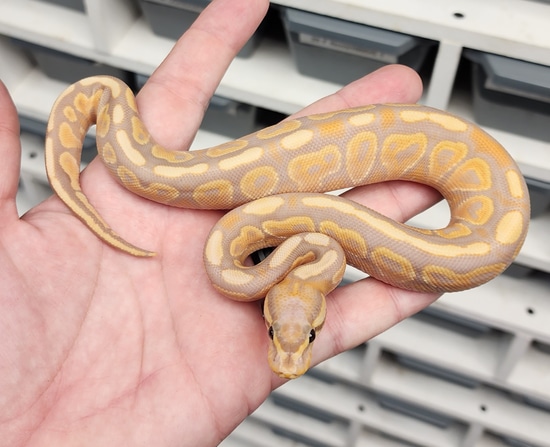 Banana HRA Ball Python by Hard Wired Exotics