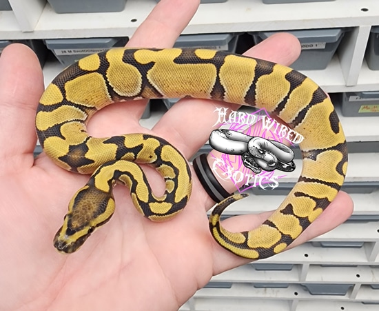 Enchi DG Het Hypo Ball Python by Hard Wired Exotics