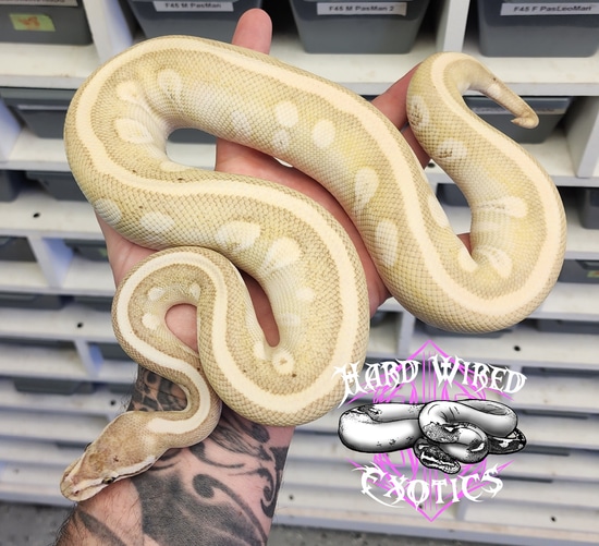 HGW Lesser DG Ball Python by Hard Wired Exotics