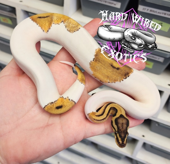 OD Pastel Pied 50% Het Hypo Ball Python by Hard Wired Exotics