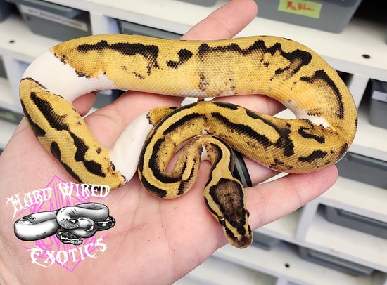 OD Pastel Pied 50% Het Hypo Ball Python by Hard Wired Exotics