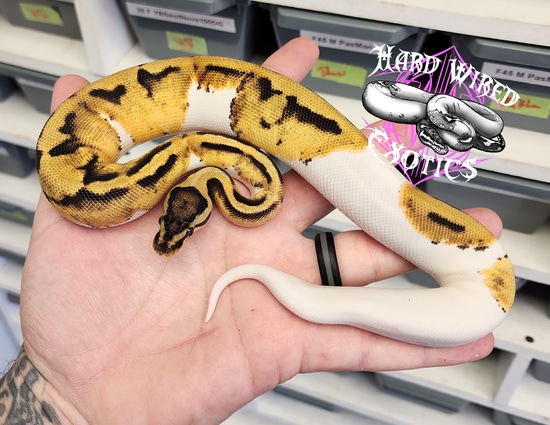 Pastel Pied Pos OD 50% Het Hypo Ball Python by Hard Wired Exotics