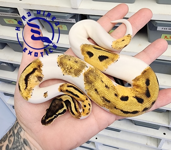 OD Pastel Pied 50% Het Hypo Ball Python by Hard Wired Exotics