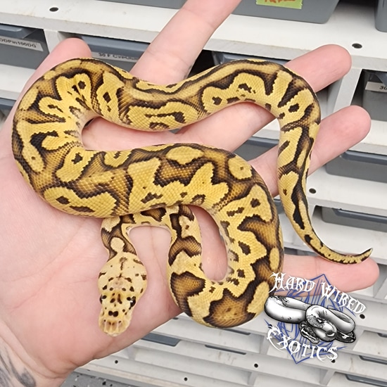 Pastel Cypress Clown Ball Python by Hard Wired Exotics