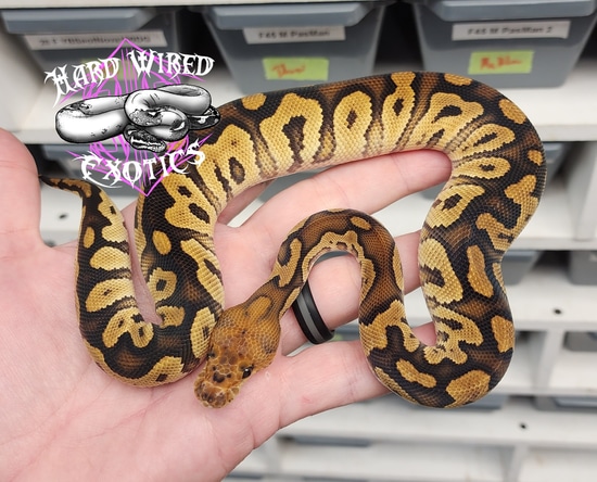 Cypress Clown Ball Python by Hard Wired Exotics