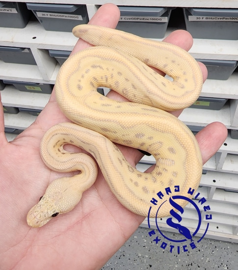Banana Pastel Leopard Clown Ball Python by Hard Wired Exotics