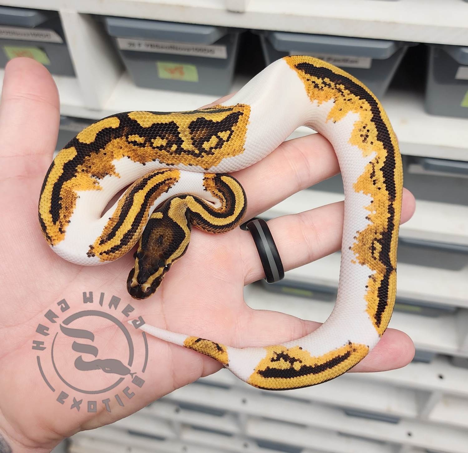 YB Pied Ball Python by Hard Wired Exotics - MorphMarket