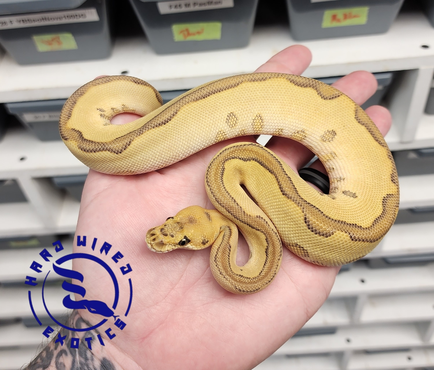 Butter Leopard Clown Ball Python by Hard Wired Exotics - MorphMarket