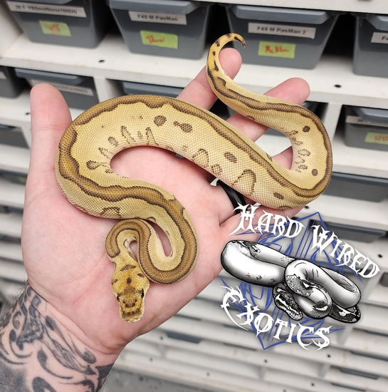 Butter Leopard Clown Ball Python by Hard Wired Exotics
