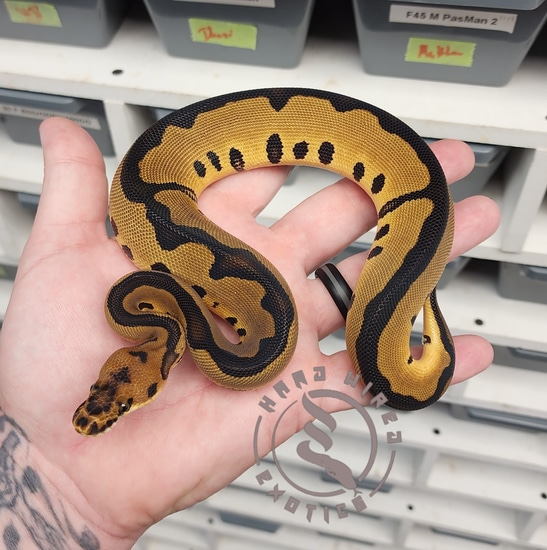 Leopard Clown Ball Python by Hard Wired Exotics
