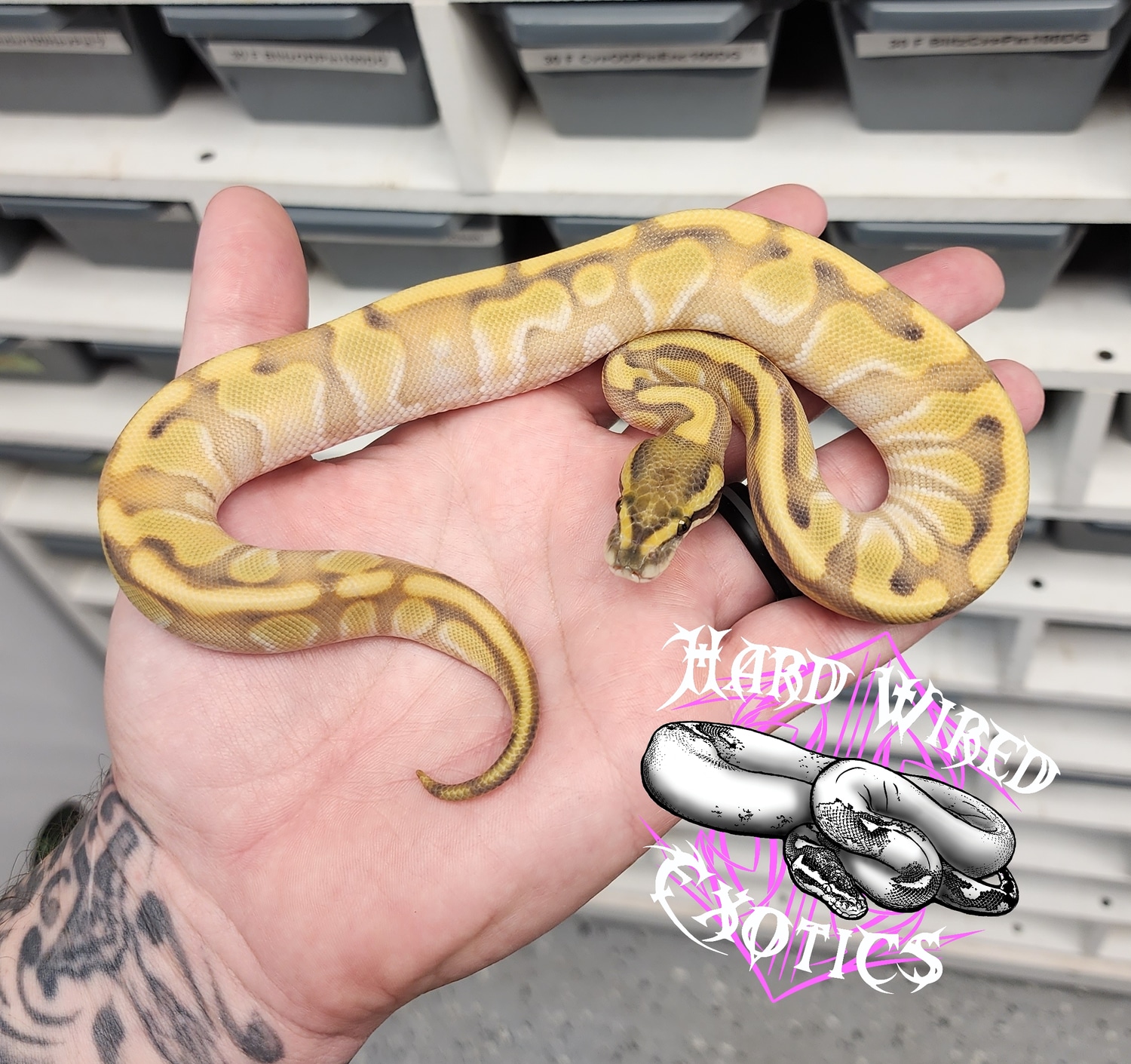 Enchi Lesser DG Het Hypo 2 Ball Python by Hard Wired Exotics - MorphMarket