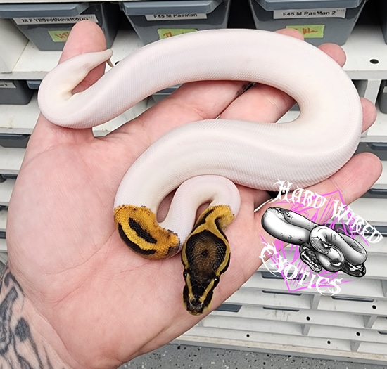 OD Pied Het Hypo Ball Python by Hard Wired Exotics