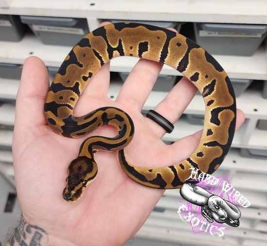 Leopard Het Clown Ball Python by Hard Wired Exotics