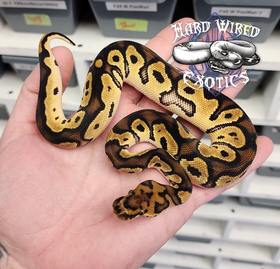 OD Clown 66% Het Pied Ball Python by Hard Wired Exotics