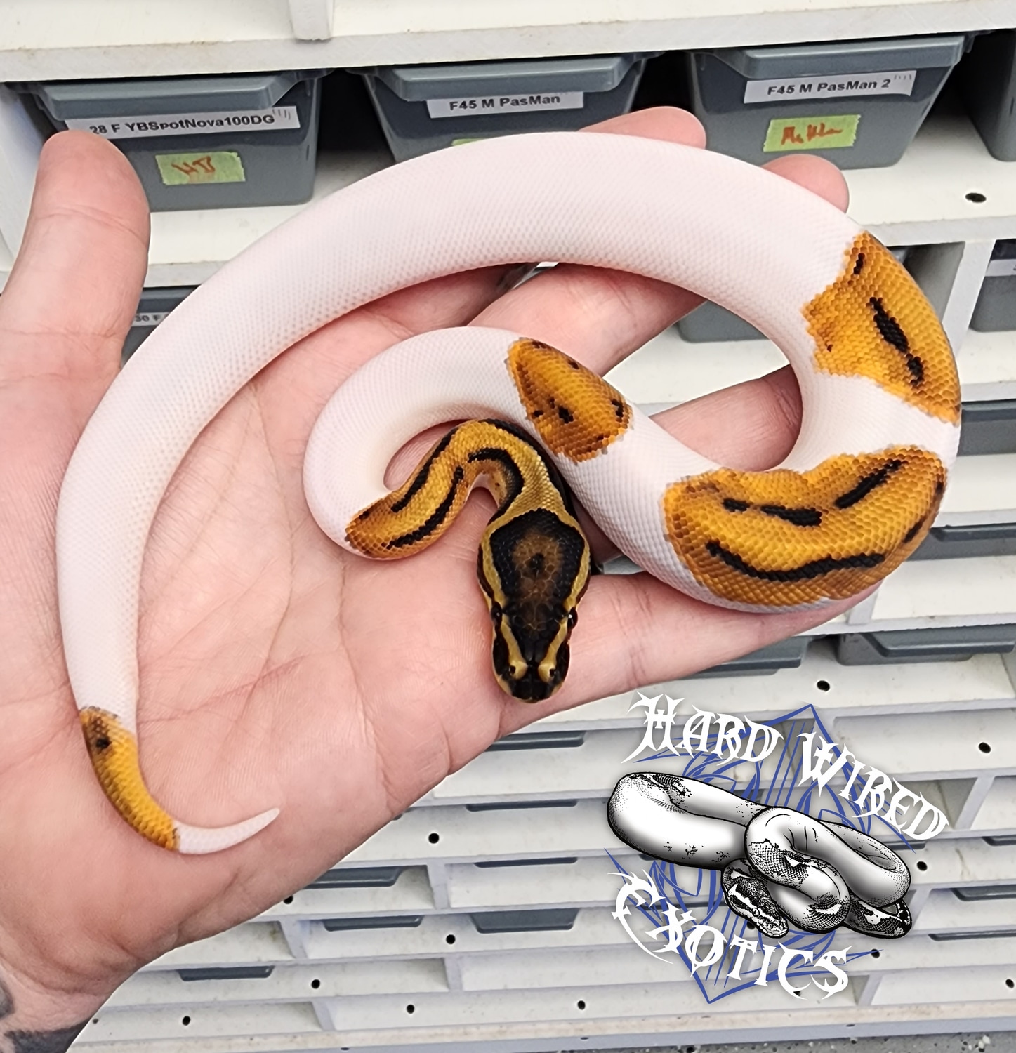 OD Pied 50% Het Hypo Ball Python by Hard Wired Exotics - MorphMarket