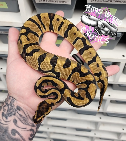 Enchi Acid Het Clown Ball Python by Hard Wired Exotics