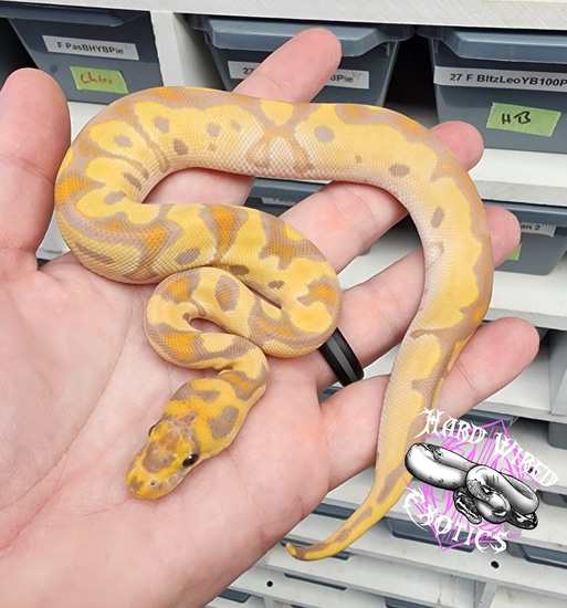 OD Banana Clown 66% Het Pied Ball Python by Hard Wired Exotics
