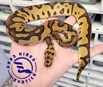 Hard Wired Exotics - MorphMarket