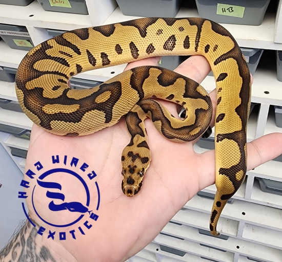 Acid Black Pastel Enchi Clown Ball Python by Hard Wired Exotics