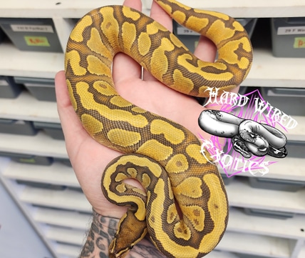 Hard Wired Exotics - MorphMarket