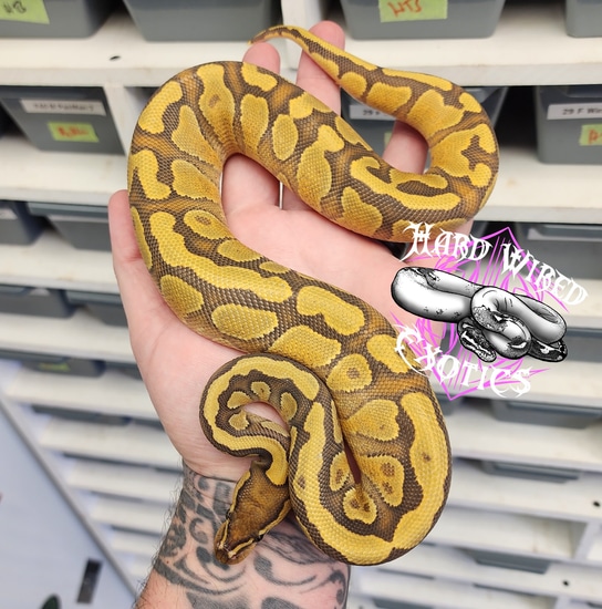 NR Mandarin Hypo Enchi YB Ball Python by Hard Wired Exotics