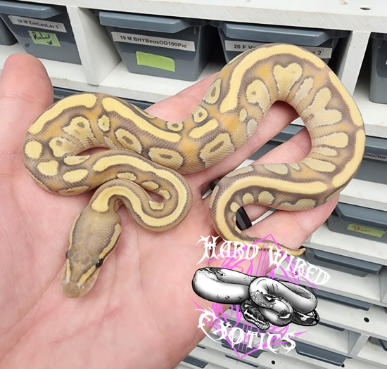 Fire Mojave Enchi Hypo Het DG Ball Python by Hard Wired Exotics