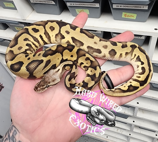 Pastel Vanilla Leopard Het DG Het Hypo Ball Python by Hard Wired Exotics