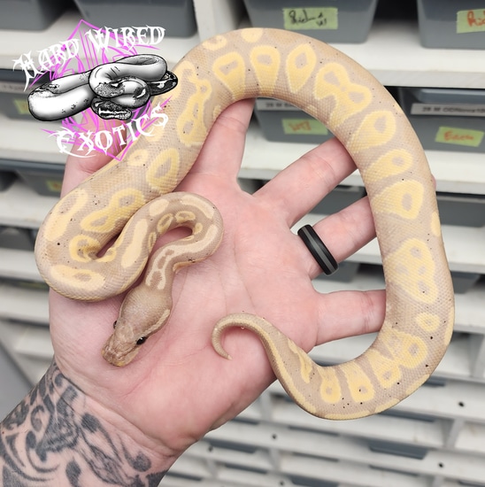 BH Banana Ball Python by Hard Wired Exotics