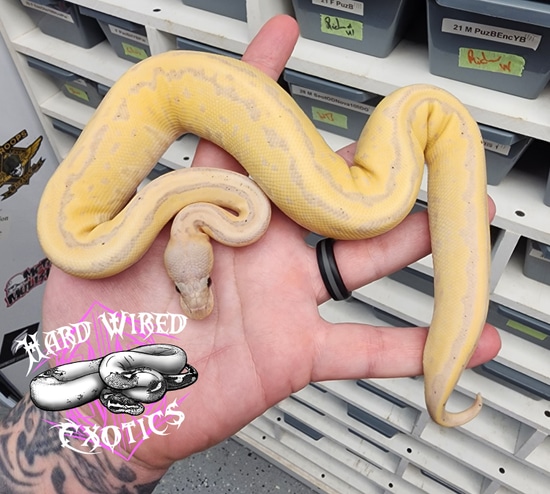 Banana BH OD Pin Ball Python by Hard Wired Exotics