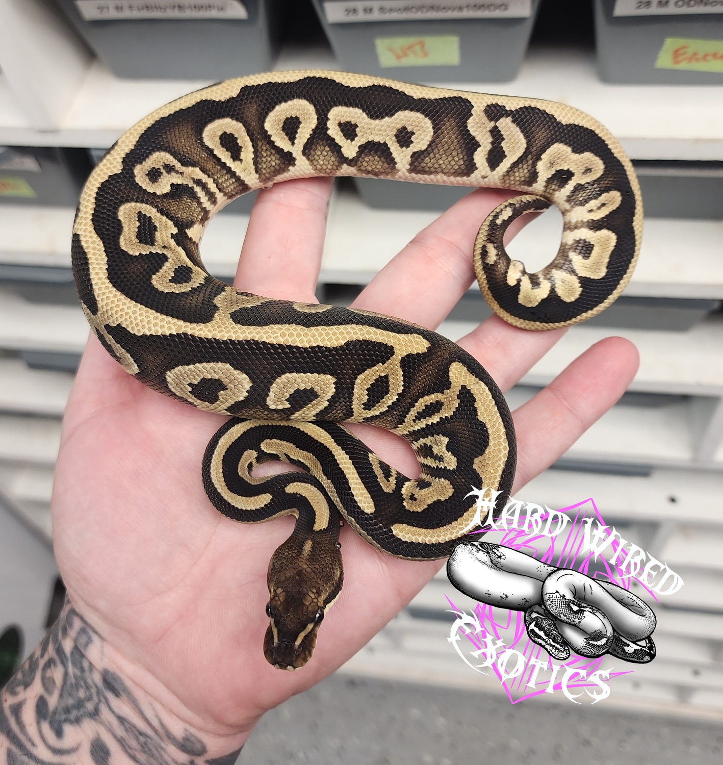 Cypress Leopard YB Ball Python by Hard Wired Exotics - MorphMarket