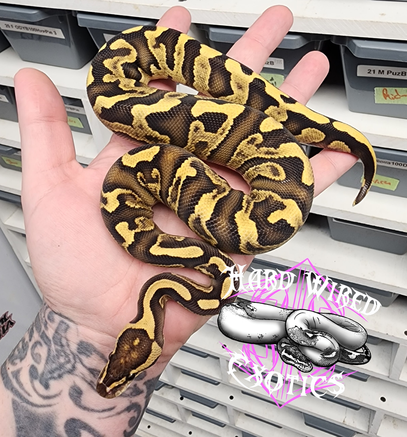 GHI Leopard Fire YB Ball Python by Hard Wired Exotics - MorphMarket