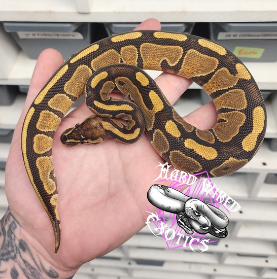 Redhead Enchi Ball Python by Hard Wired Exotics