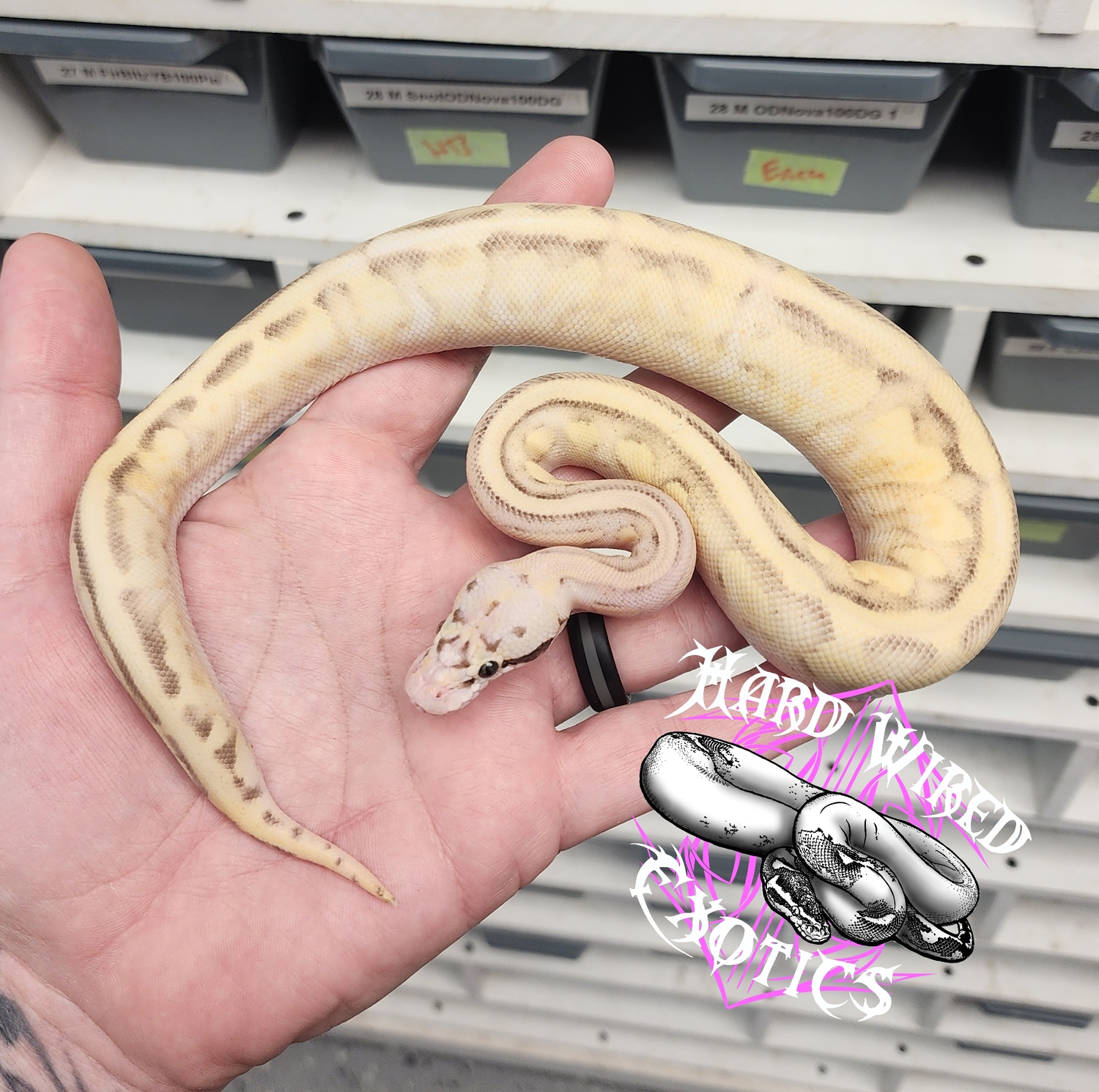Redhead Spotnose Pastel Fire YB Ball Python by Hard Wired Exotics ...