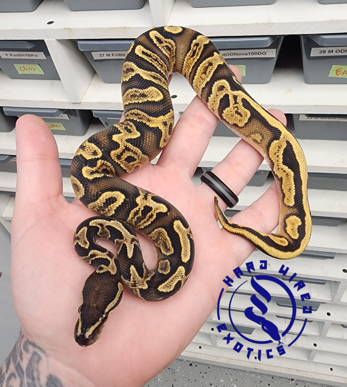 GHI OD YB Het Pied Ball Python by Hard Wired Exotics - MorphMarket