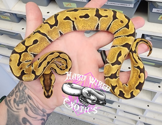 Enchi Puzzleback Ball Python by Hard Wired Exotics