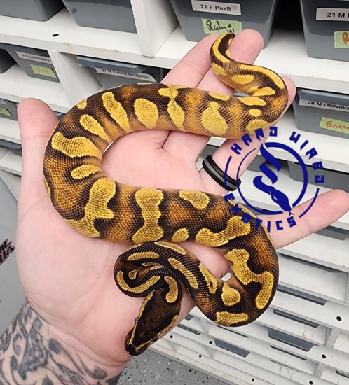 Super OD BH Enchi YB Ball Python by Hard Wired Exotics
