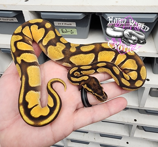 BH Spotnose OD Enchi Pos YB Ball Python by Hard Wired Exotics