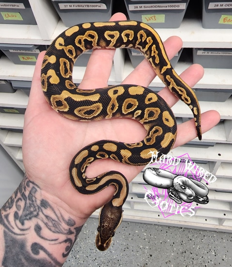 Black Pastel Gravel Het Clown Ball Python by Hard Wired Exotics