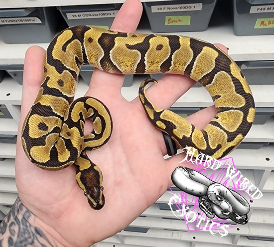 Enchi Vanilla Het DG Hypo Ball Python by Hard Wired Exotics