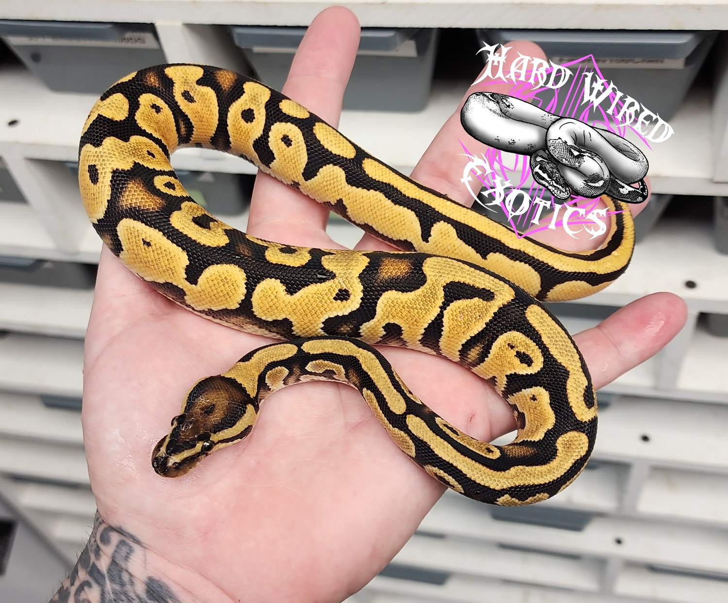 OD YB Het Hypo Pied Ball Python by Hard Wired Exotics - MorphMarket